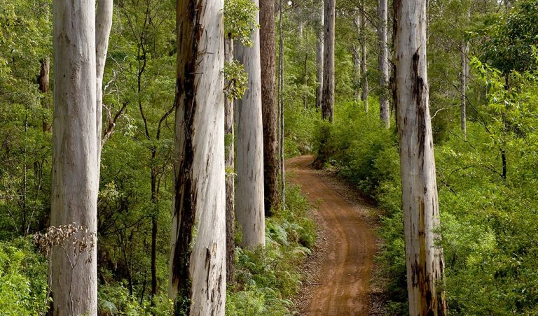 Karri Tree: The Majestic Giant of Western Australia