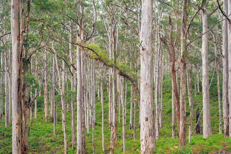 Karri Tree: The Majestic Giant of Western Australia