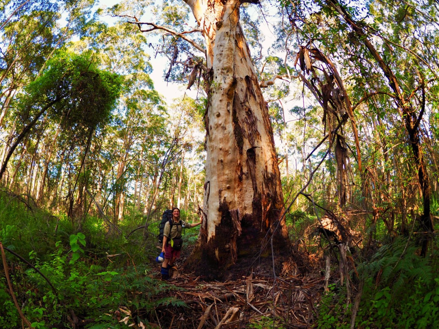 Karri Tree: The Majestic Giant of Western Australia